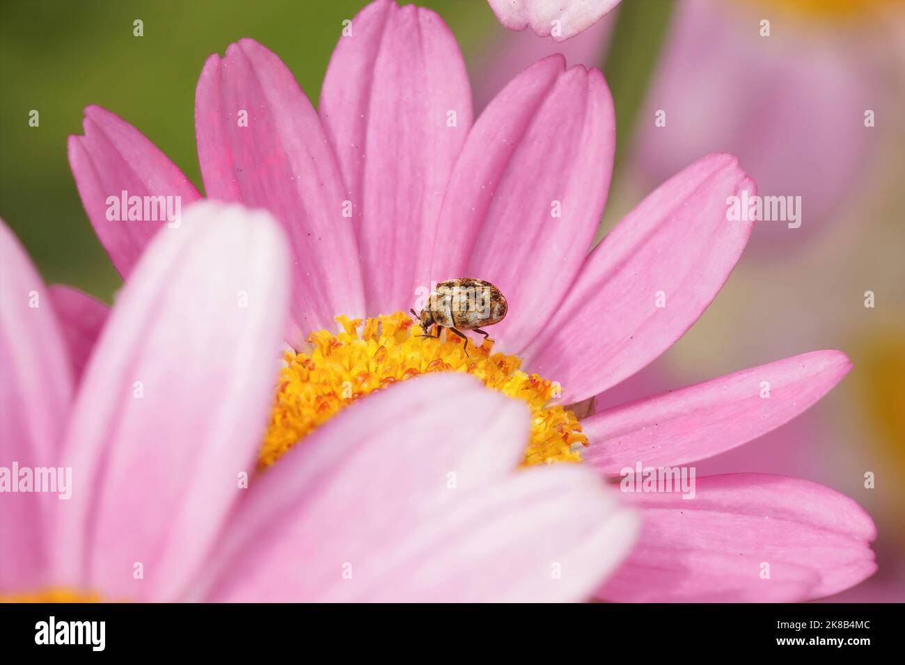 Colorful closeup on a small micro beetle Anthrenus pimpinellae on a ...