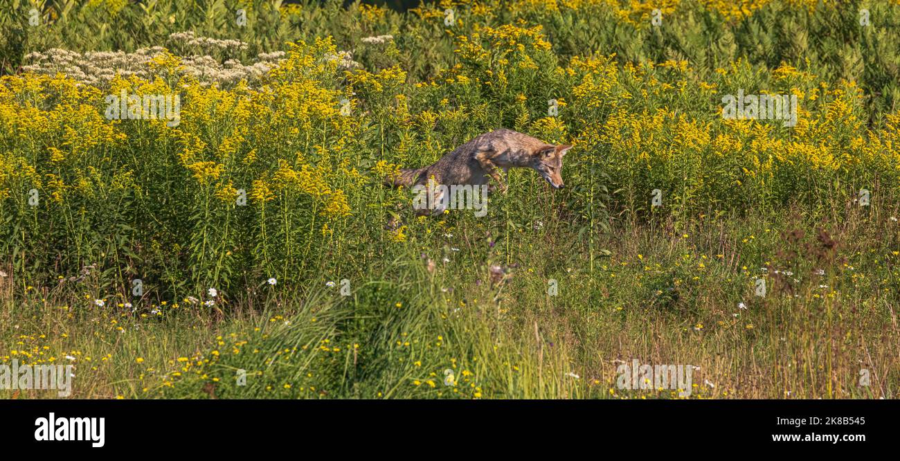 Coyote in northern Wisconsin Stock Photo - Alamy
