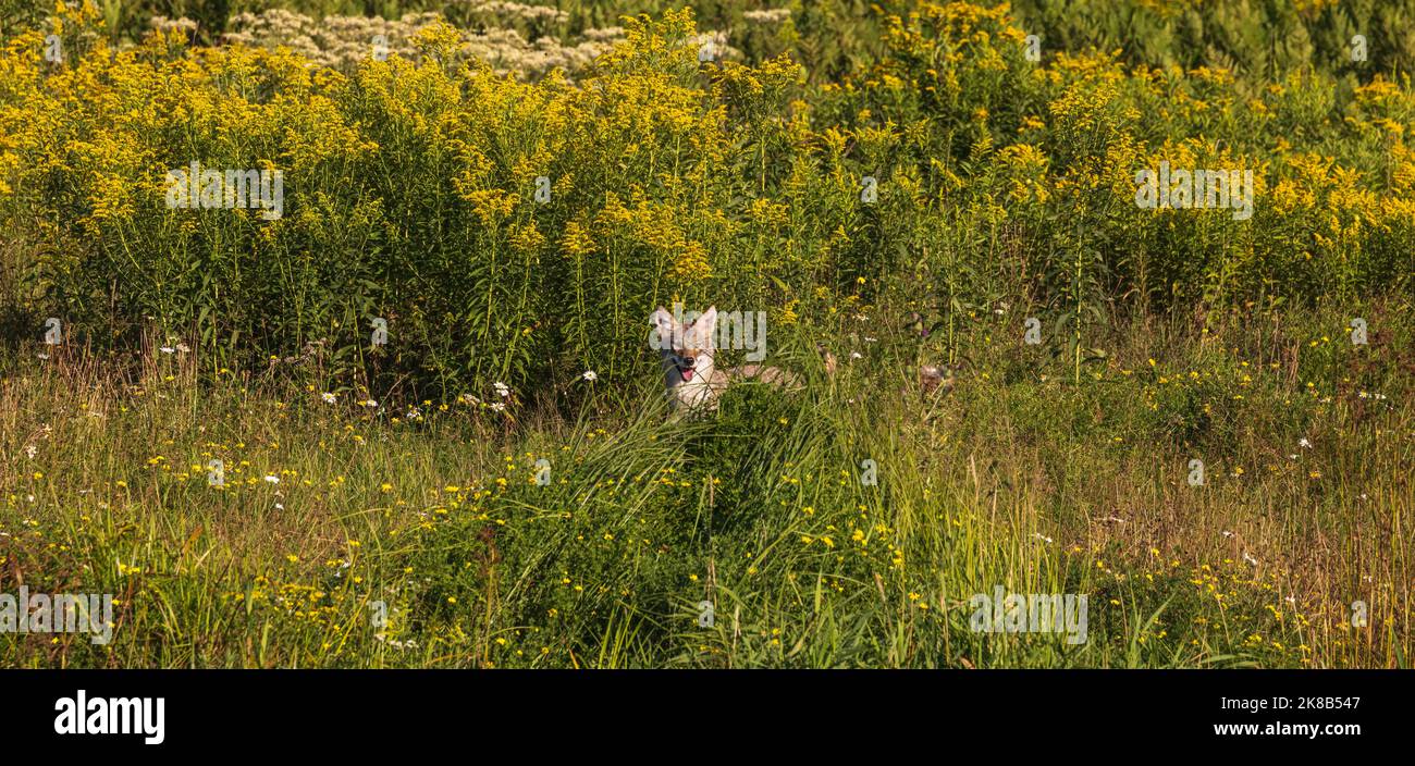 Coyote in northern Wisconsin Stock Photo - Alamy