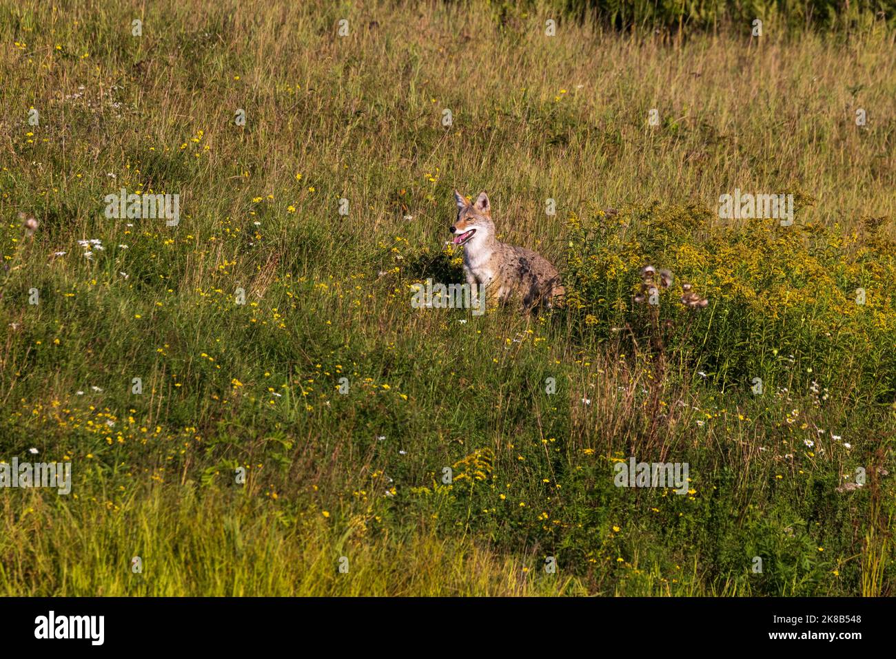 Coyote in northern Wisconsin Stock Photo - Alamy