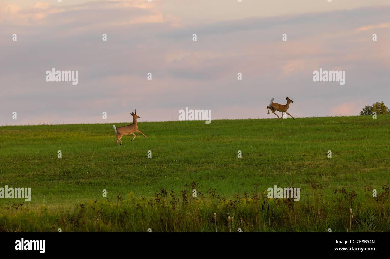 White-tailed bucks running in a field in northern Wisconsin Stock Photo ...