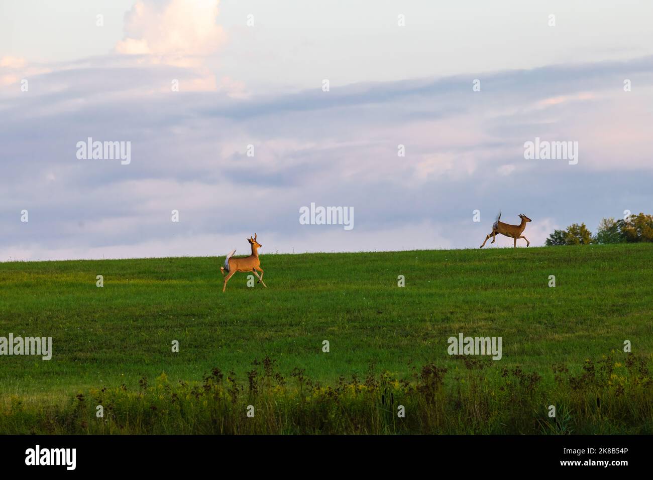 White tailed bucks running hi-res stock photography and images - Alamy