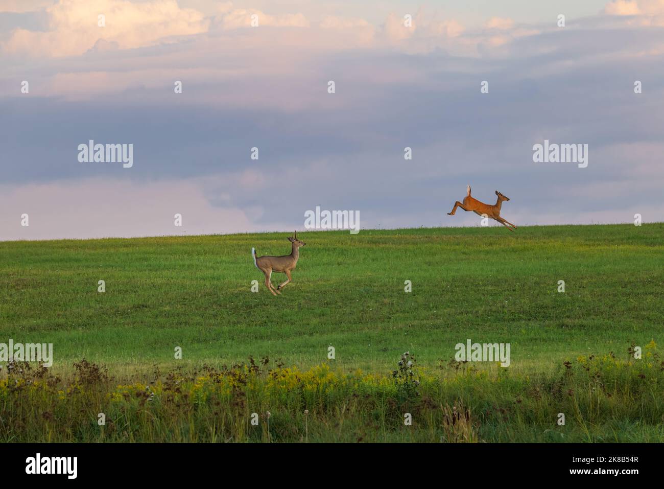 White tailed bucks running hi-res stock photography and images - Alamy