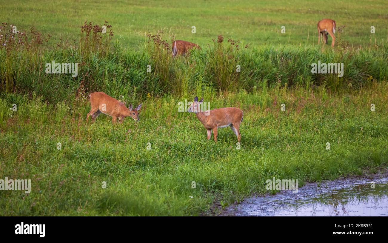 White-tailed deer grazing in a farmer's field in northern Wisconsin ...