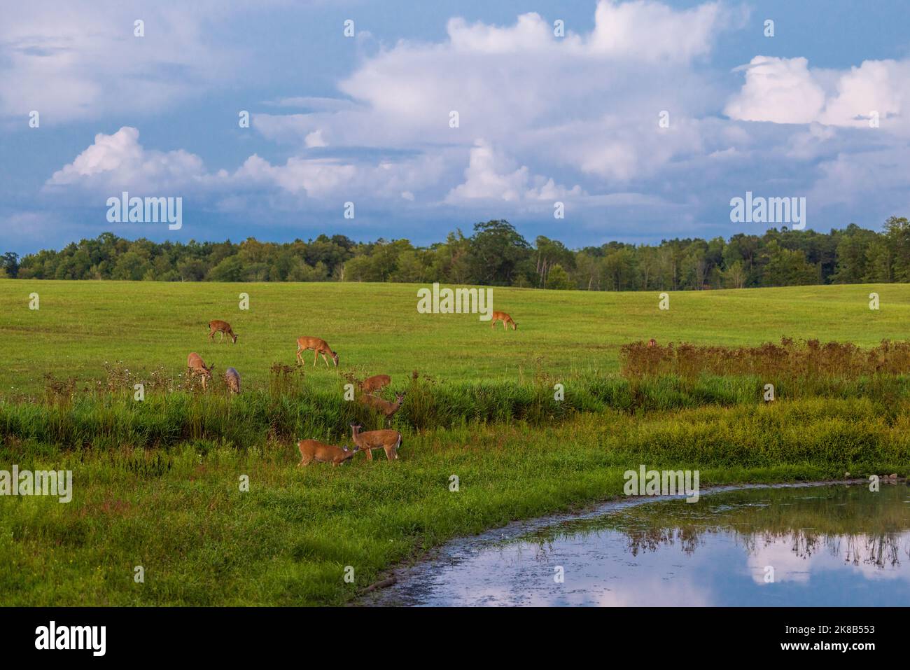 White-tailed deer grazing in a farmer's field in northern Wisconsin ...