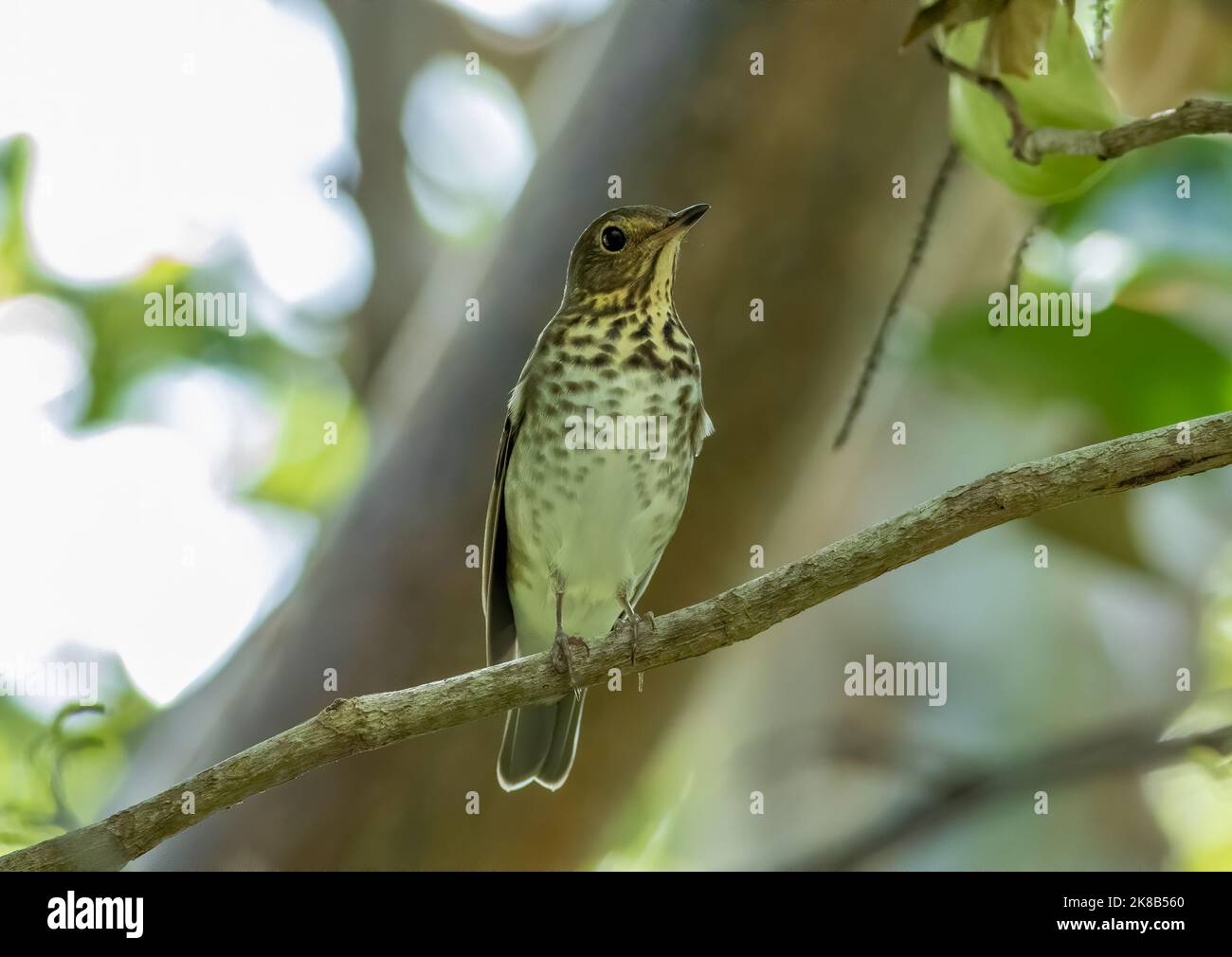 Swainson's thrush perched on a tree branch during fall migration Stock ...