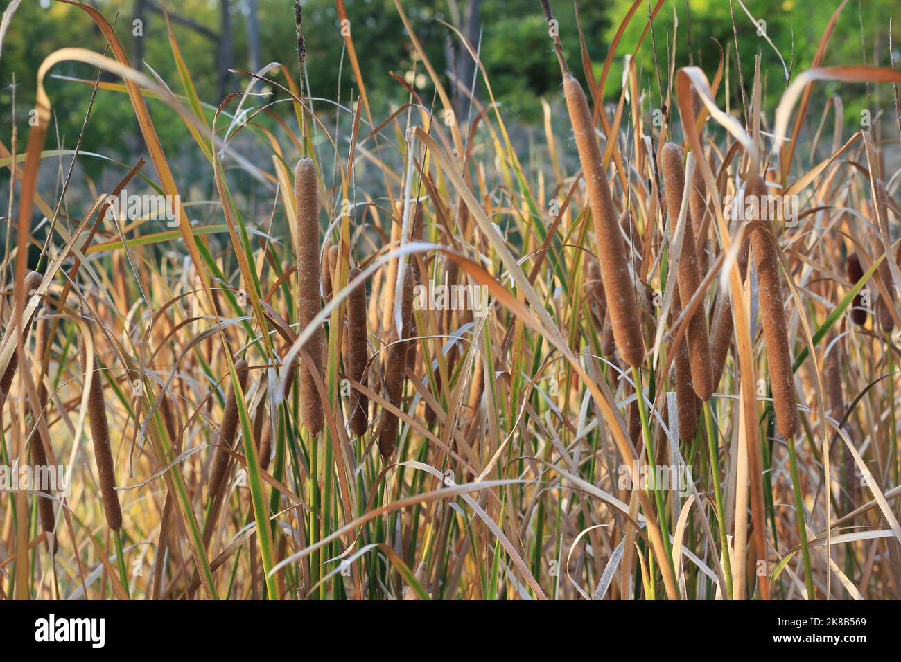 Wild reeds and cattails growing in the autumn meadow Stock Photo - Alamy