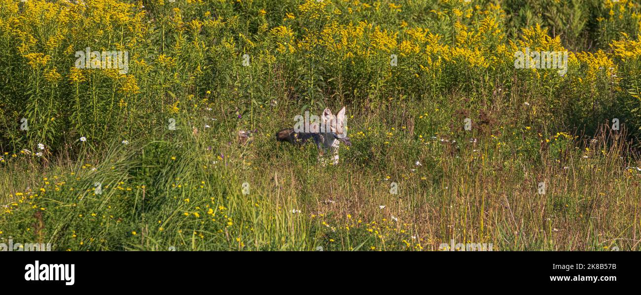 Coyote holding a mole he had just caught in a field in northern ...
