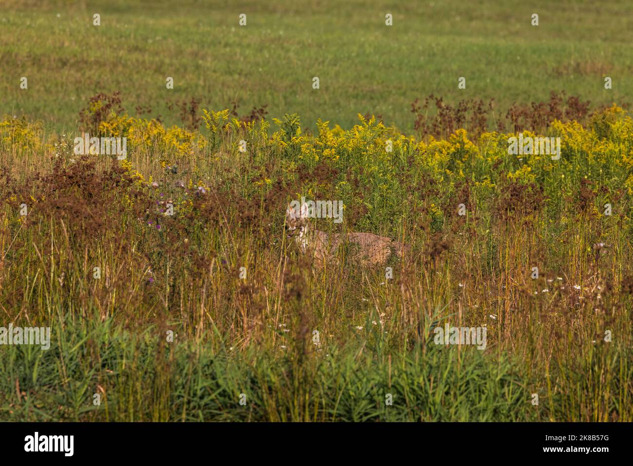 Coyote in northern Wisconsin Stock Photo - Alamy