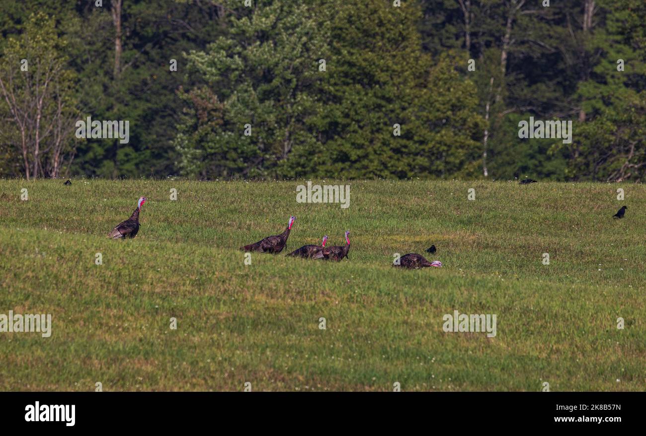 A flock of tom turkeys in northern Wisconsin Stock Photo - Alamy