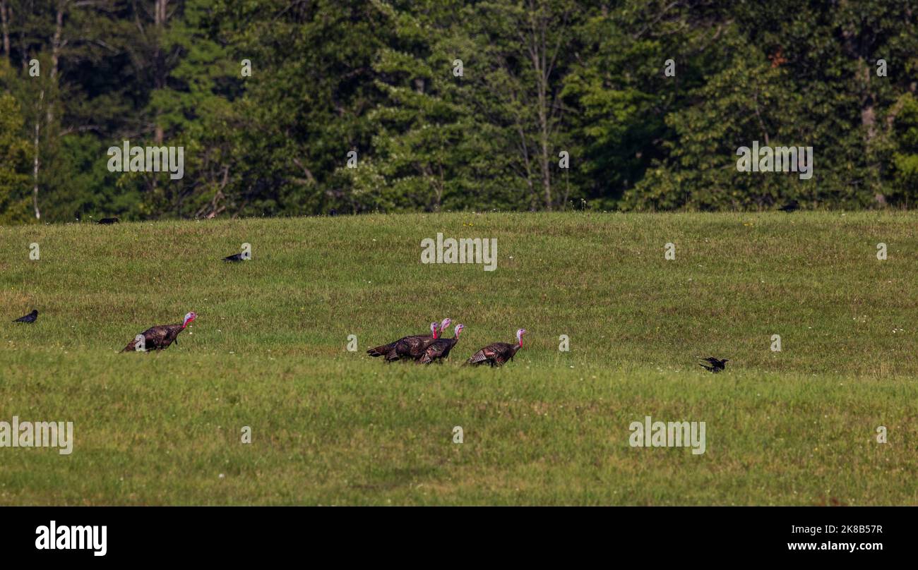 A flock of tom turkeys in northern Wisconsin Stock Photo - Alamy