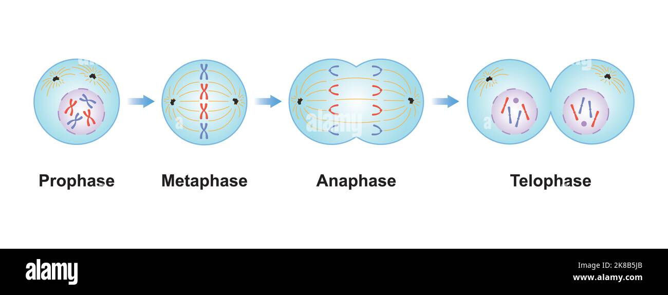 Scientific Designing of Mitosis Phases (Cell Division). Colorful ...