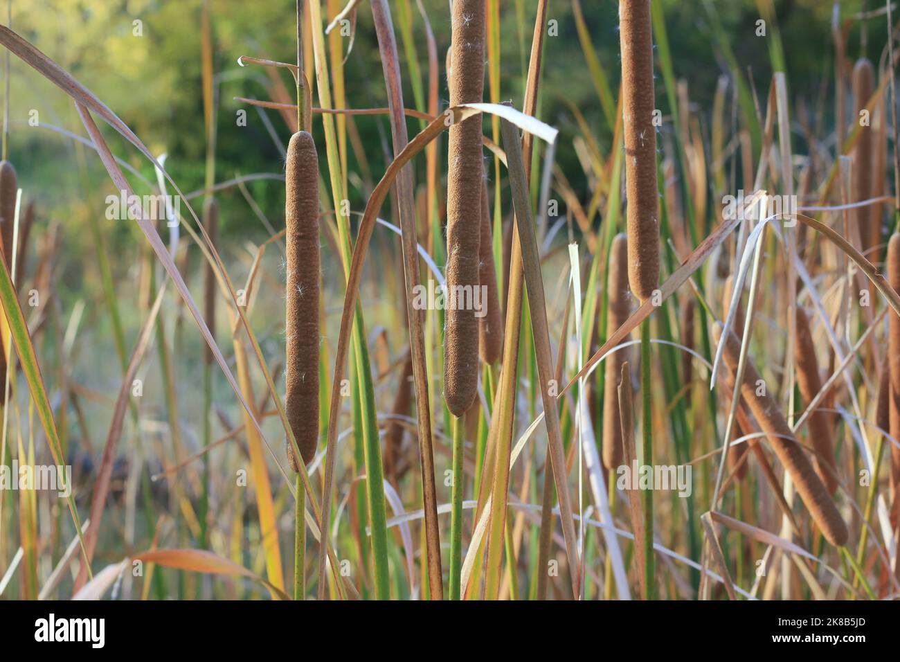 Wild reeds and cattails growing in the autumn meadow Stock Photo - Alamy