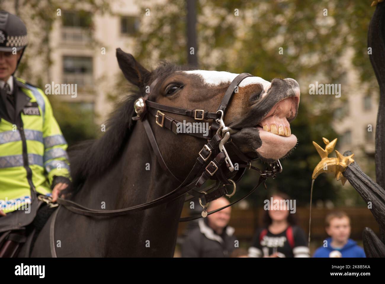 Police horse smiling Stock Photo - Alamy