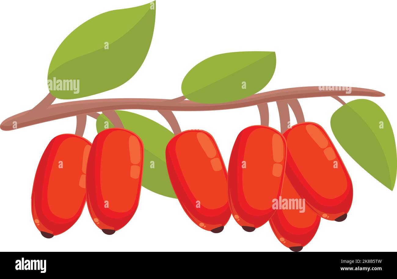 Barberry icon cartoon vector. Fruit goji. Healthy food Stock Vector ...