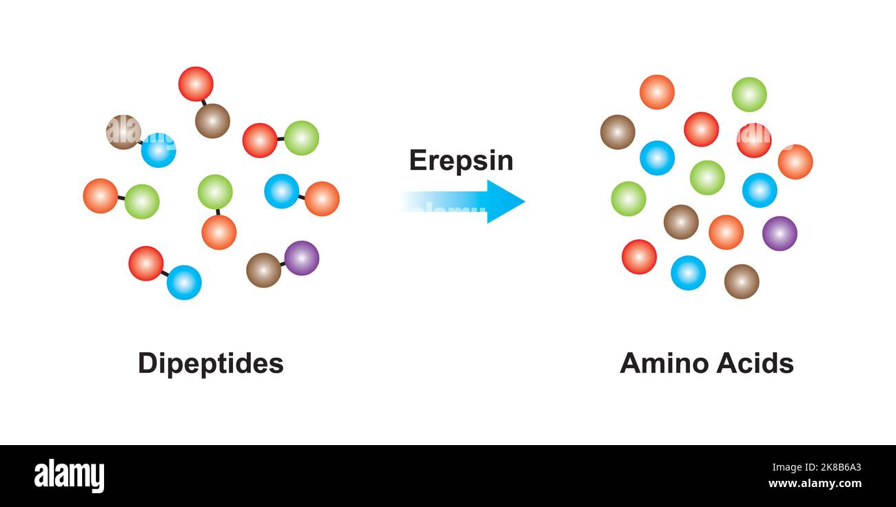 Dipeptide Molecule