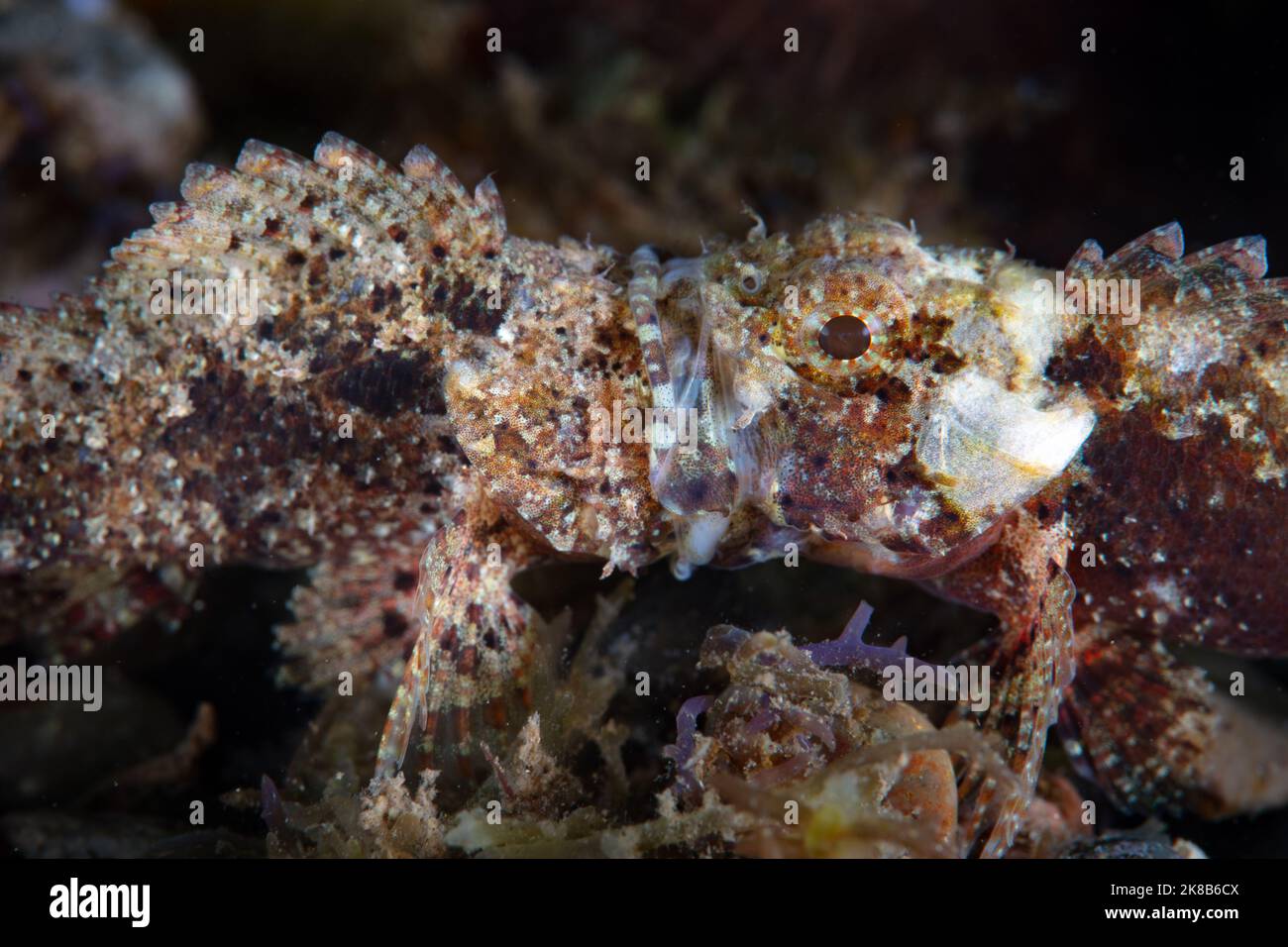 A small, unidentified scorpionfish, Scorpaenodes sp., displays ...