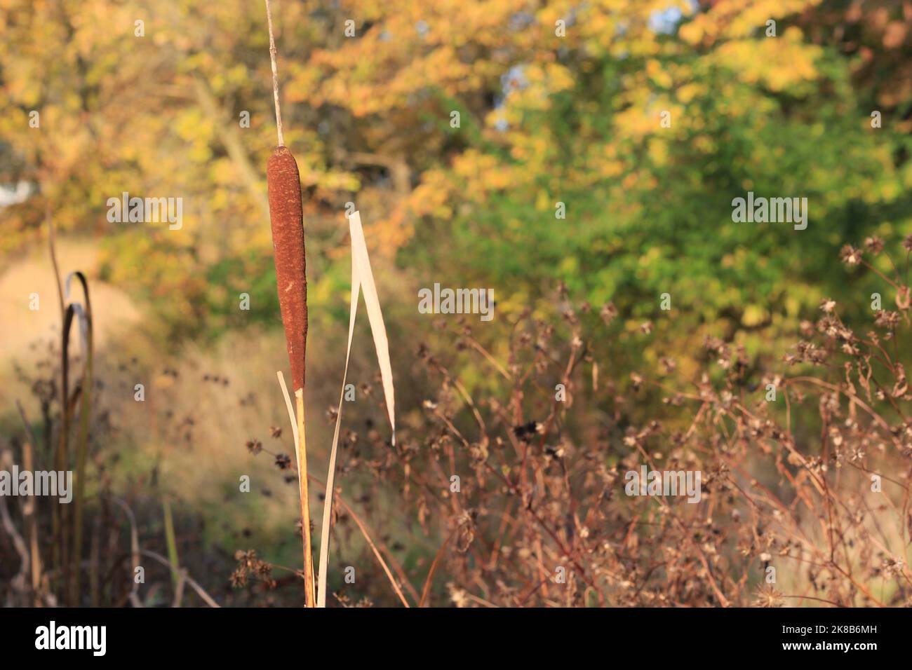 Wild reeds and cattails growing in the autumn meadow Stock Photo - Alamy