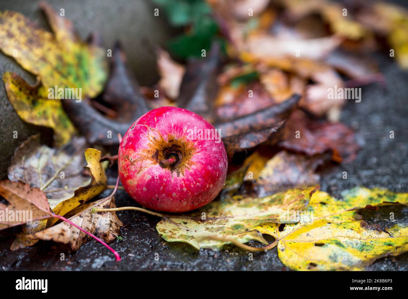 Coburg, Germany. 22nd Oct, 2022. A red apple lies next to a tree on ...