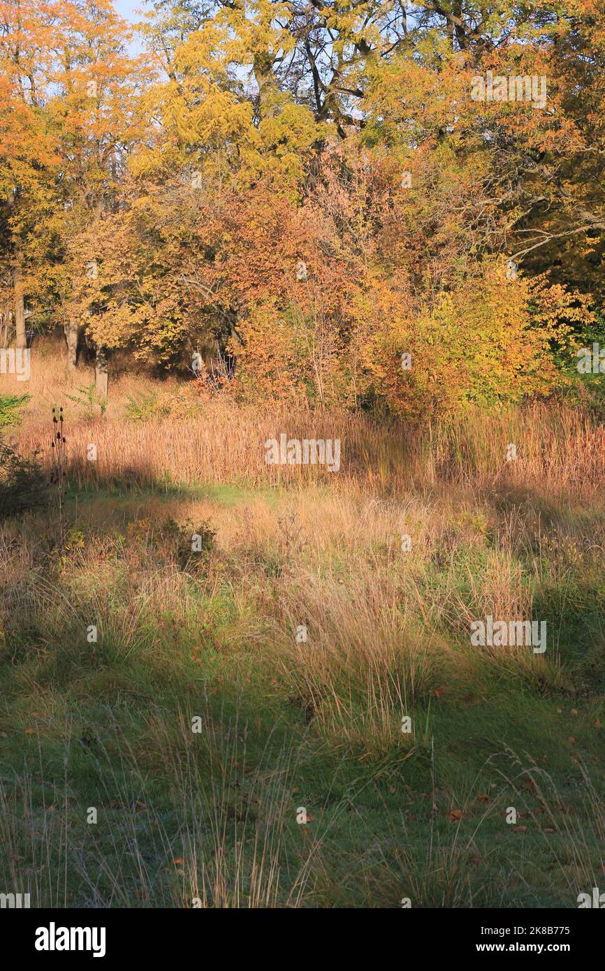 Wild grasses growing in the autumn meadow Stock Photo - Alamy