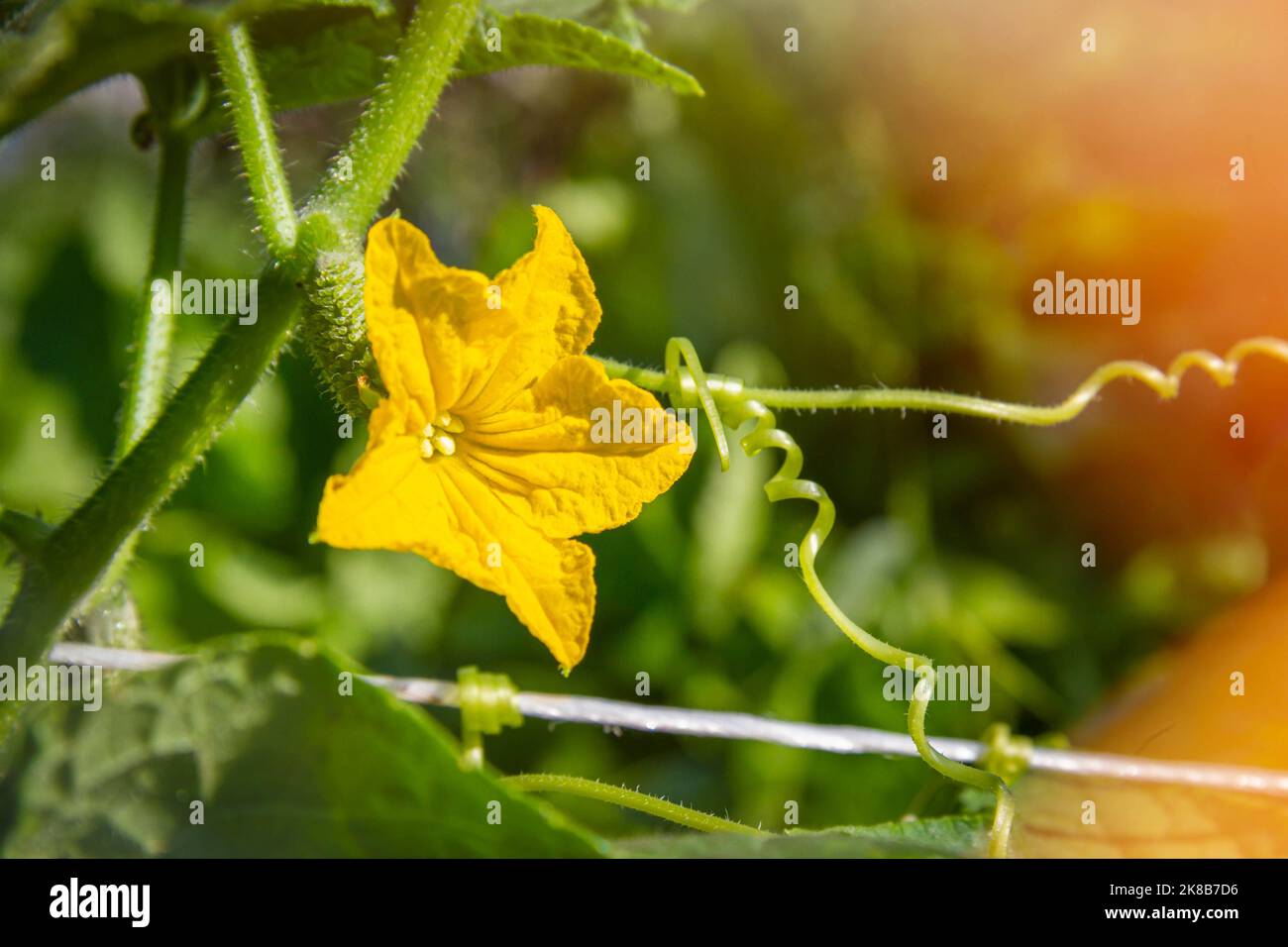 Flowering and fruiting of cucumbers. Green cucumbers. Yellow flower on ...