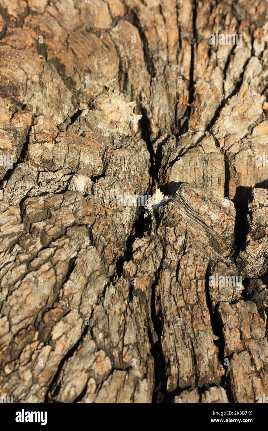 Full frame view of a worn and weathered cut section of a tree Stock ...