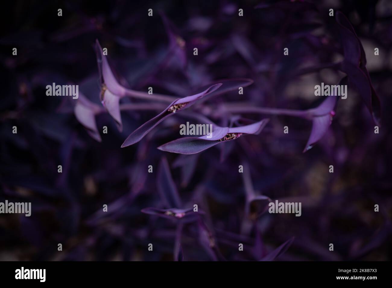 Dark purple heart plant, closeup. Purple queen or trandescantia pallida ...