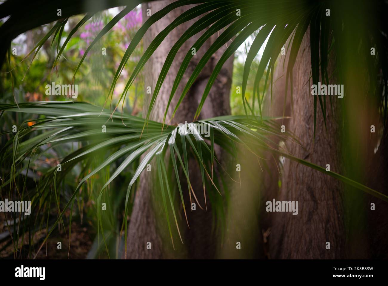 Mostly blurred tropical background with palm leaves and yucca trunks ...