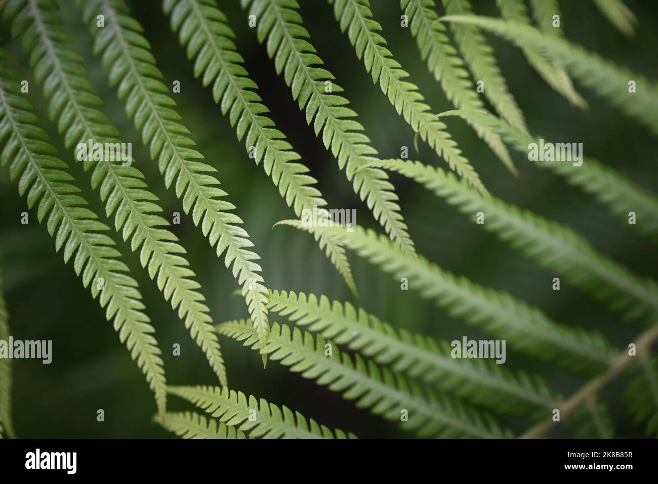 Blurred fern leaves background. Green nature wallpaper Stock Photo - Alamy