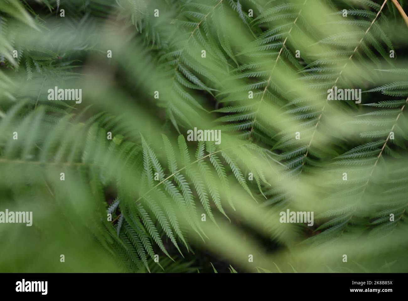 Close up blurred leaves hi-res stock photography and images - Alamy