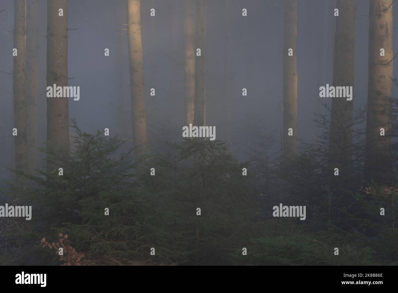 swiss mystical landscape in the beech forest with few leaves shrouded ...
