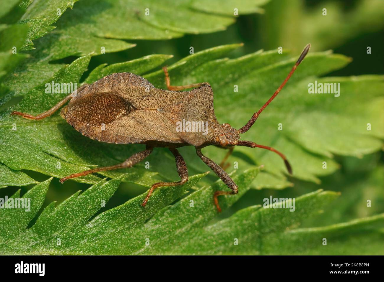 Closeup on the common brown Dock bug, Coreus marginatus sitting on a ...