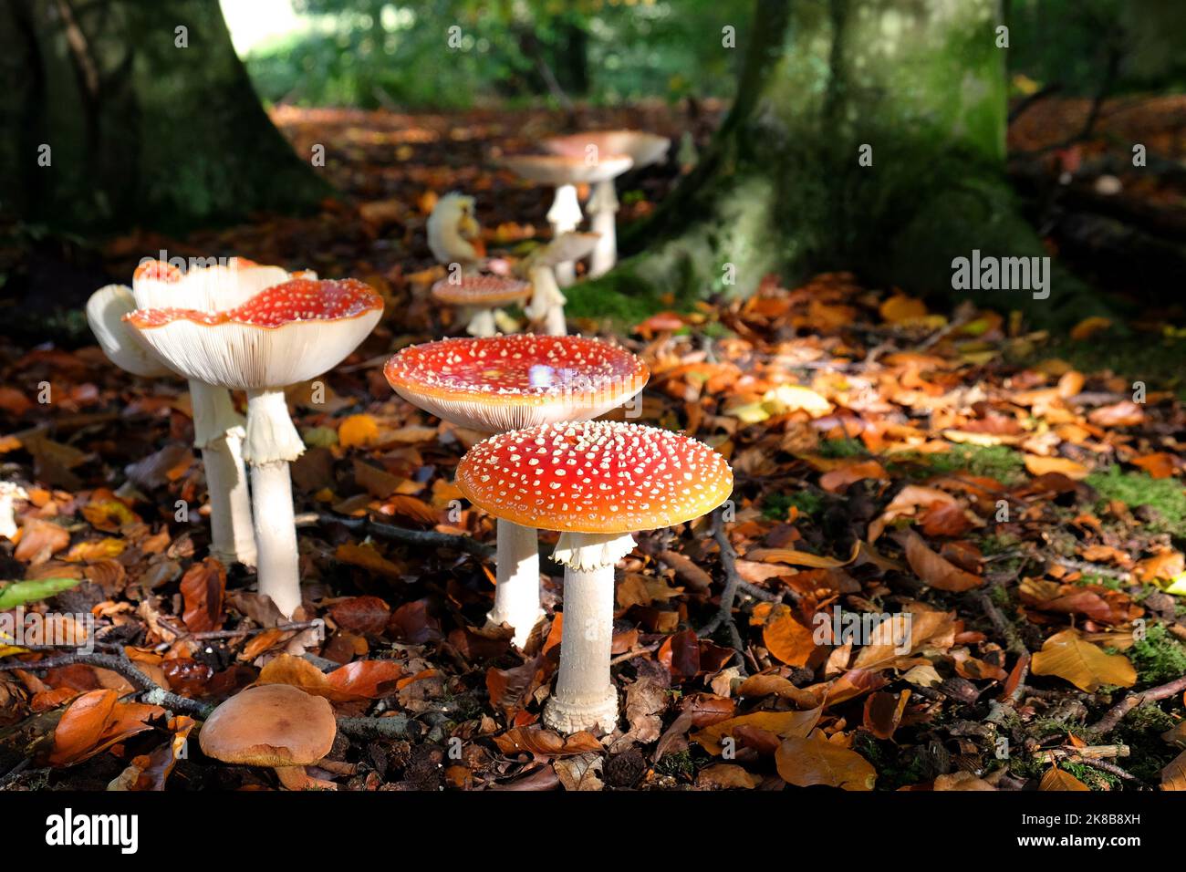 Fly agaric mushrooms in beech woodland, Surrey, UK Stock Photo - Alamy