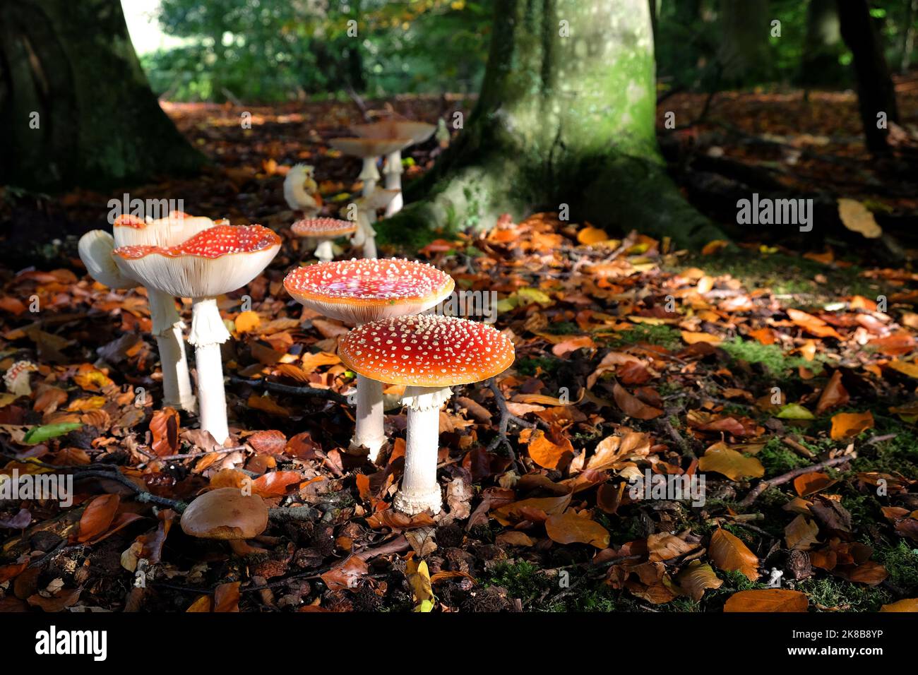 Fly agaric mushrooms in beech woodland, Surrey, UK Stock Photo - Alamy