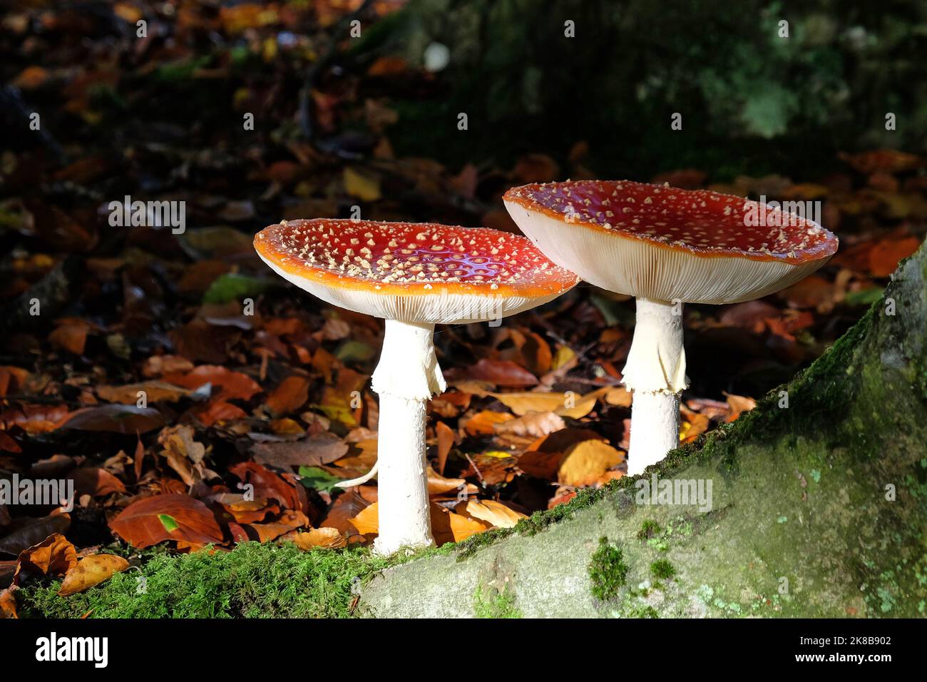 Fly agaric mushrooms in beech woodland, Surrey, UK Stock Photo - Alamy