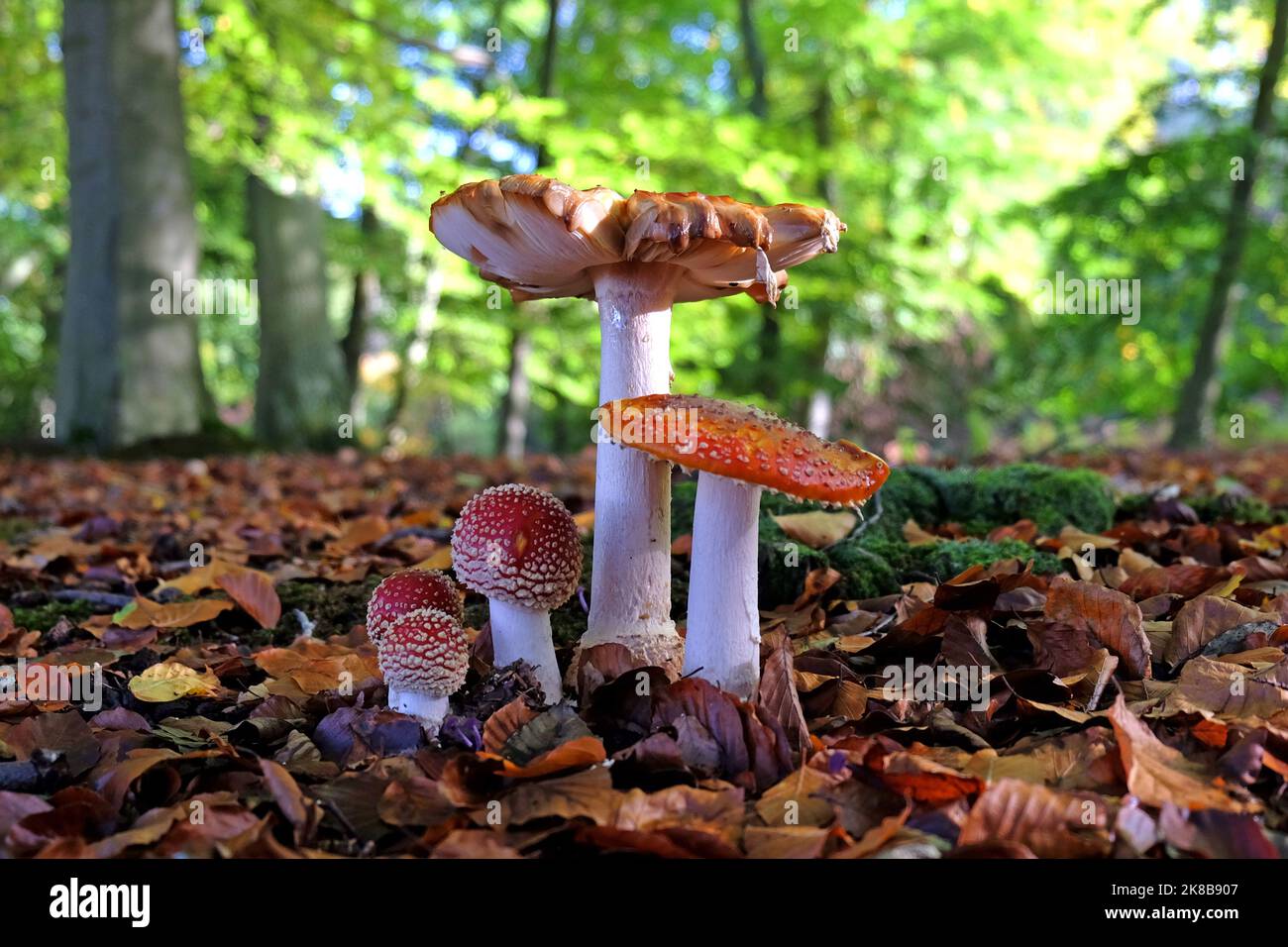 Fly agaric mushrooms in beech woodland, Surrey, UK Stock Photo - Alamy