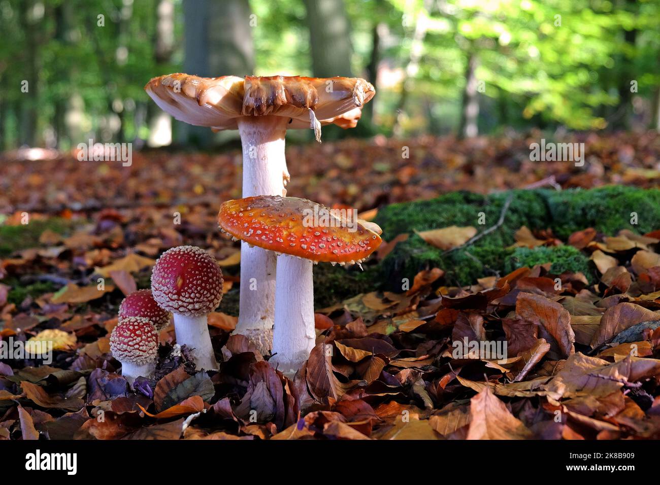 Fly agaric mushrooms in beech woodland, Surrey, UK Stock Photo - Alamy