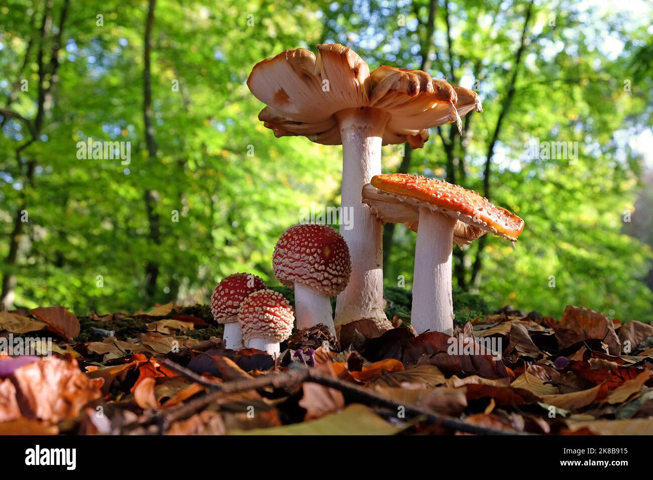 Fly agaric mushrooms in beech woodland, Surrey, UK Stock Photo - Alamy