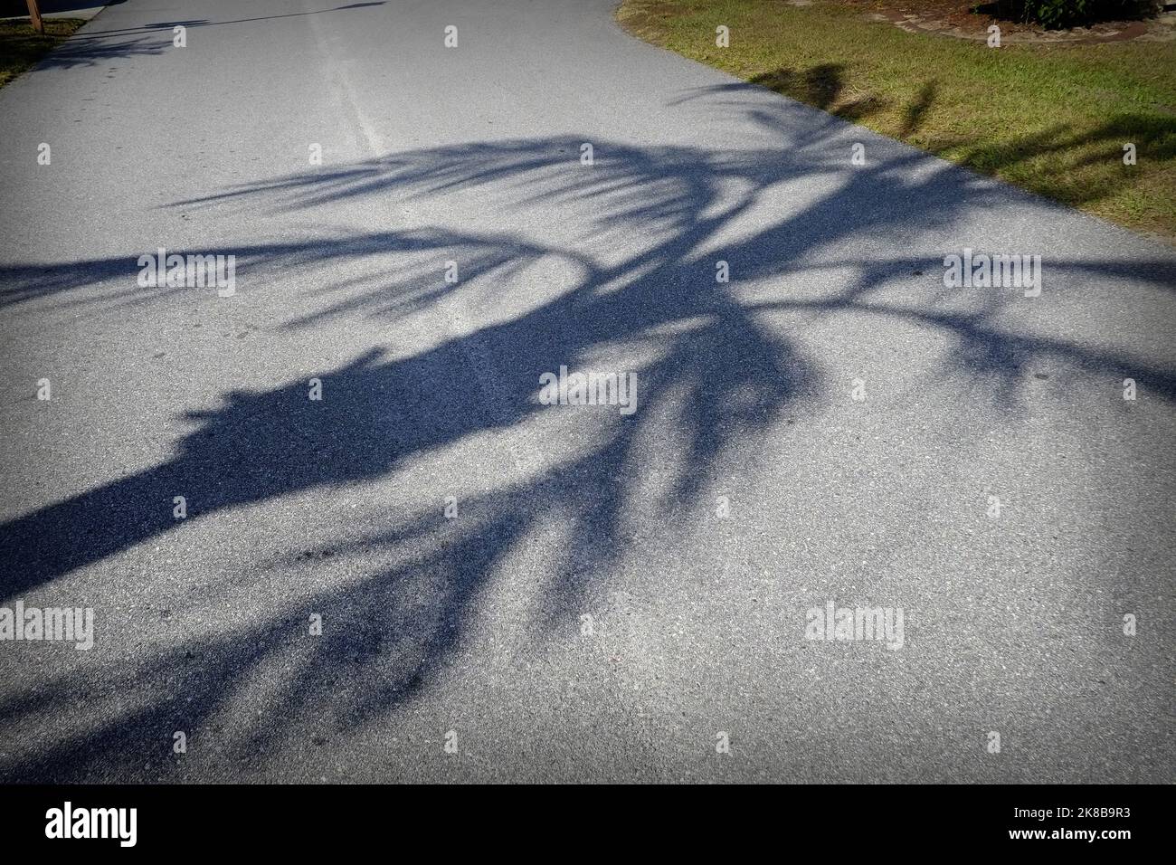 The shadow of a palm tree on pavement in the state of Florida in the ...