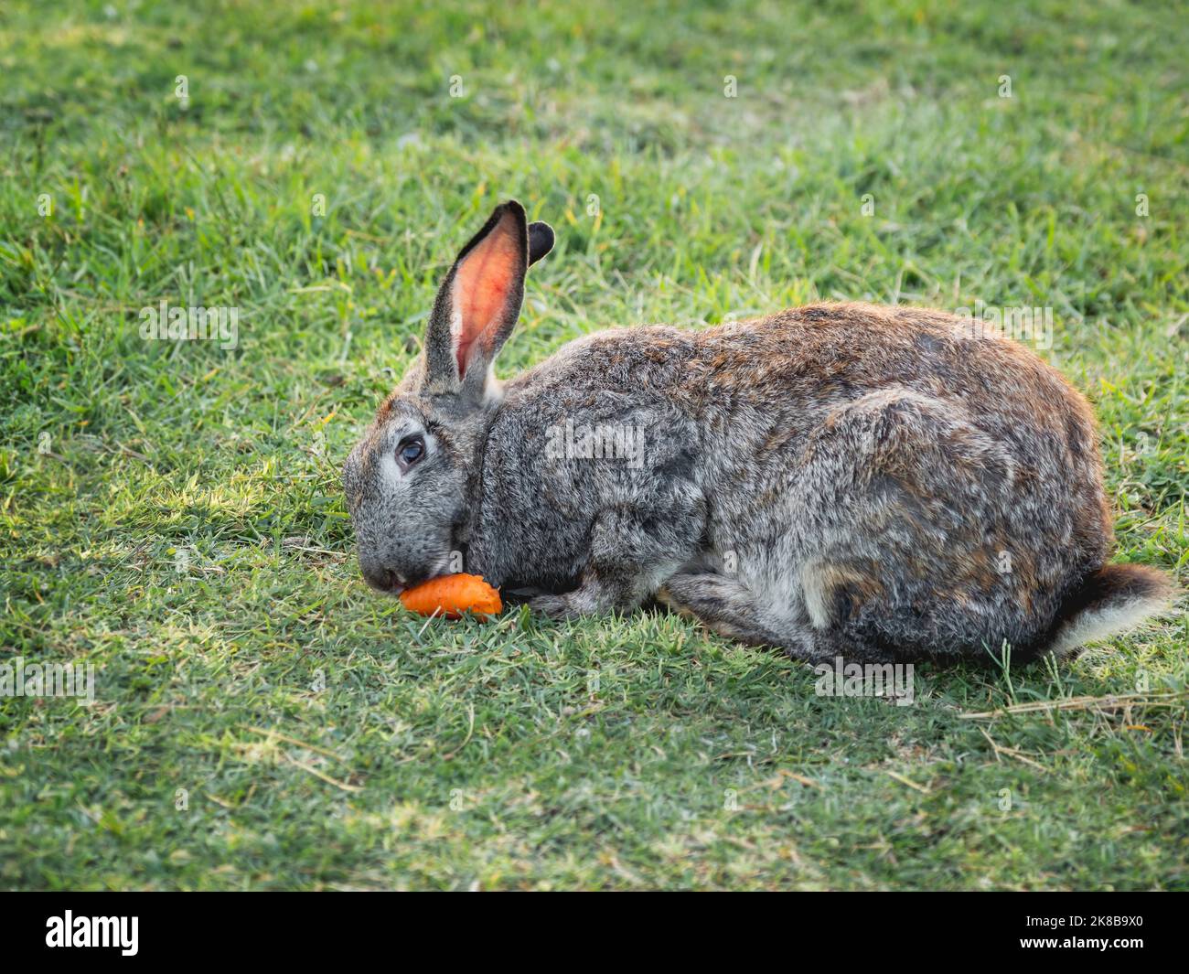 Cute bunny is chewing carrot on lawn. Fluffy rabbit with colorful ...