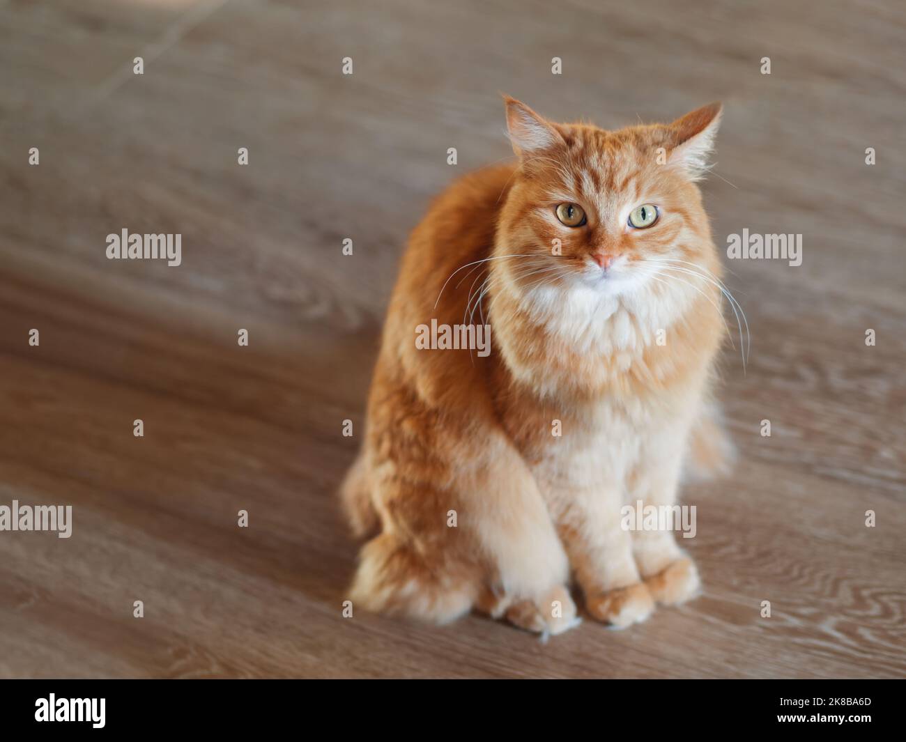 Cute ginger cat on wooden floor. Fluffy pet is gazing curiously. Fuzzy ...