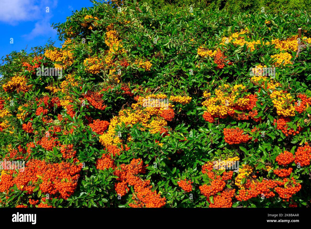 A rowan shrub (sorbus aucuparia) with ripe yellow and orange rowan ...