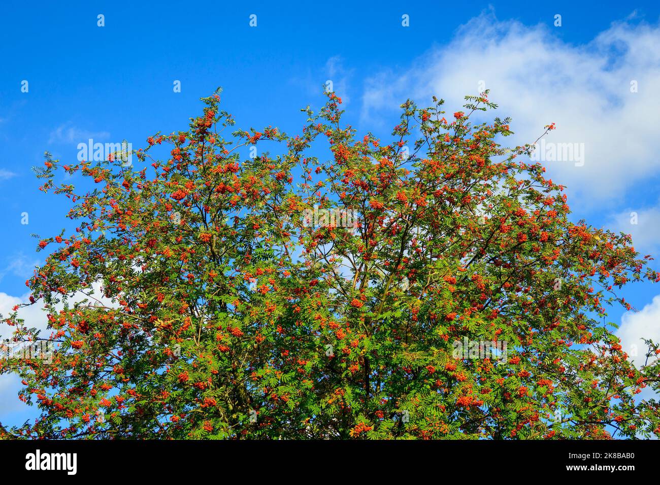 A rowan shrub (sorbus aucuparia) with ripe orange rowan berries in ...