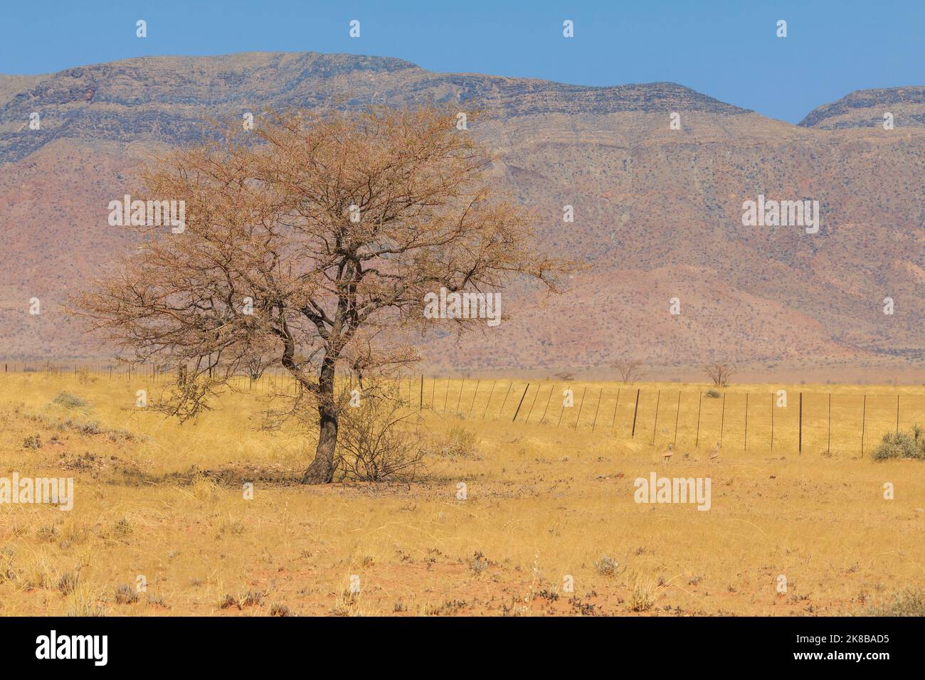 Namibian landscape. African savannah during a hot day. Mountain in the ...