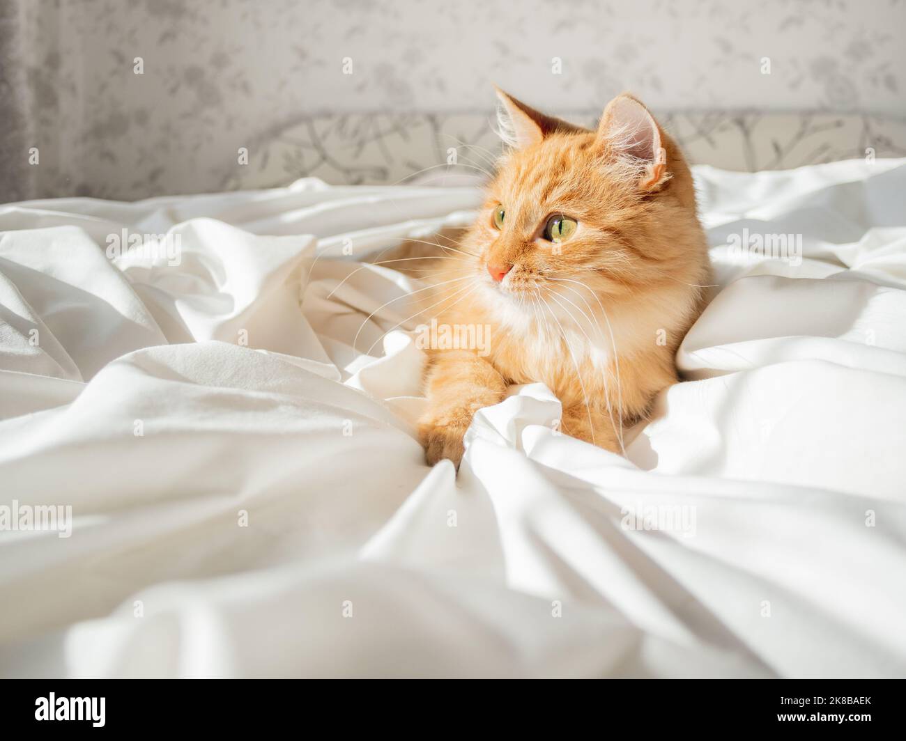 Cute ginger cat is lying on white linen in bed. Fluffy pet at home ...