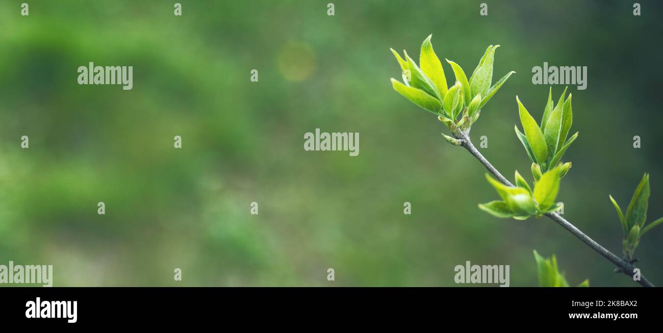 banner tree branch with green leaves on blurred background Stock Photo ...