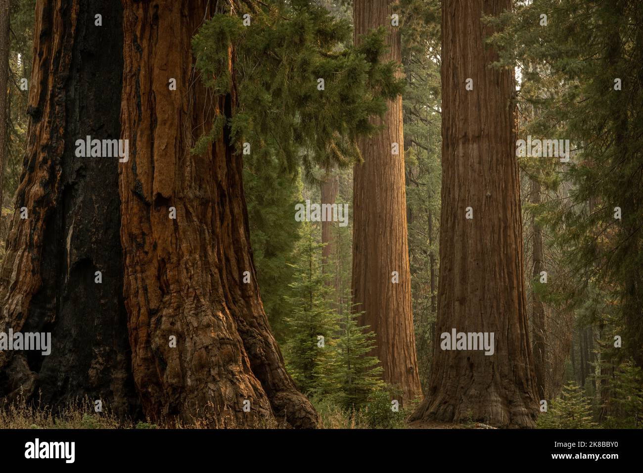 Large Burn Scar On Sequoia Tree With Forest Fire Smoke In The Air in ...