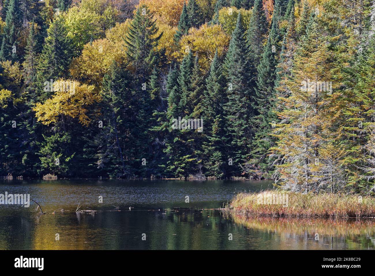 Forest in fall foliage surrounding the Lac des Femmes, Mont-Tremblant ...