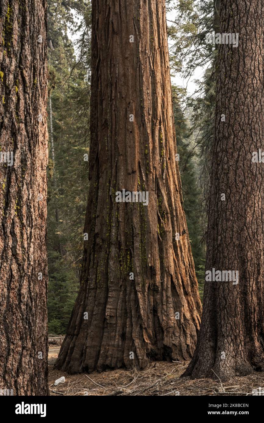 Two large pine trees hi-res stock photography and images - Alamy