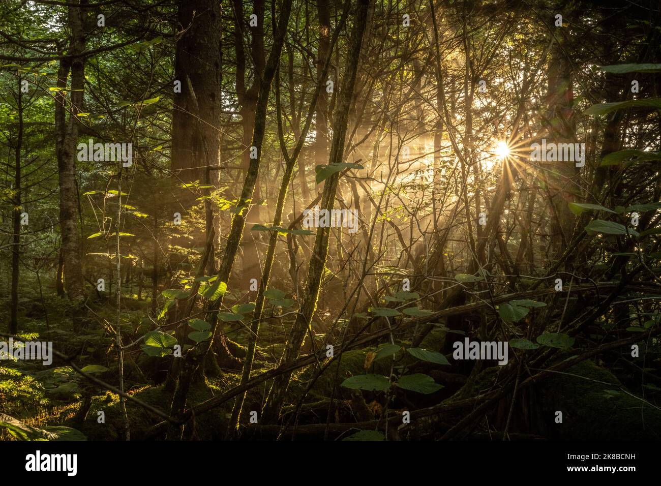 Large Sunburst Brings Life To A Tangle of Trees and Plants In A Dark ...